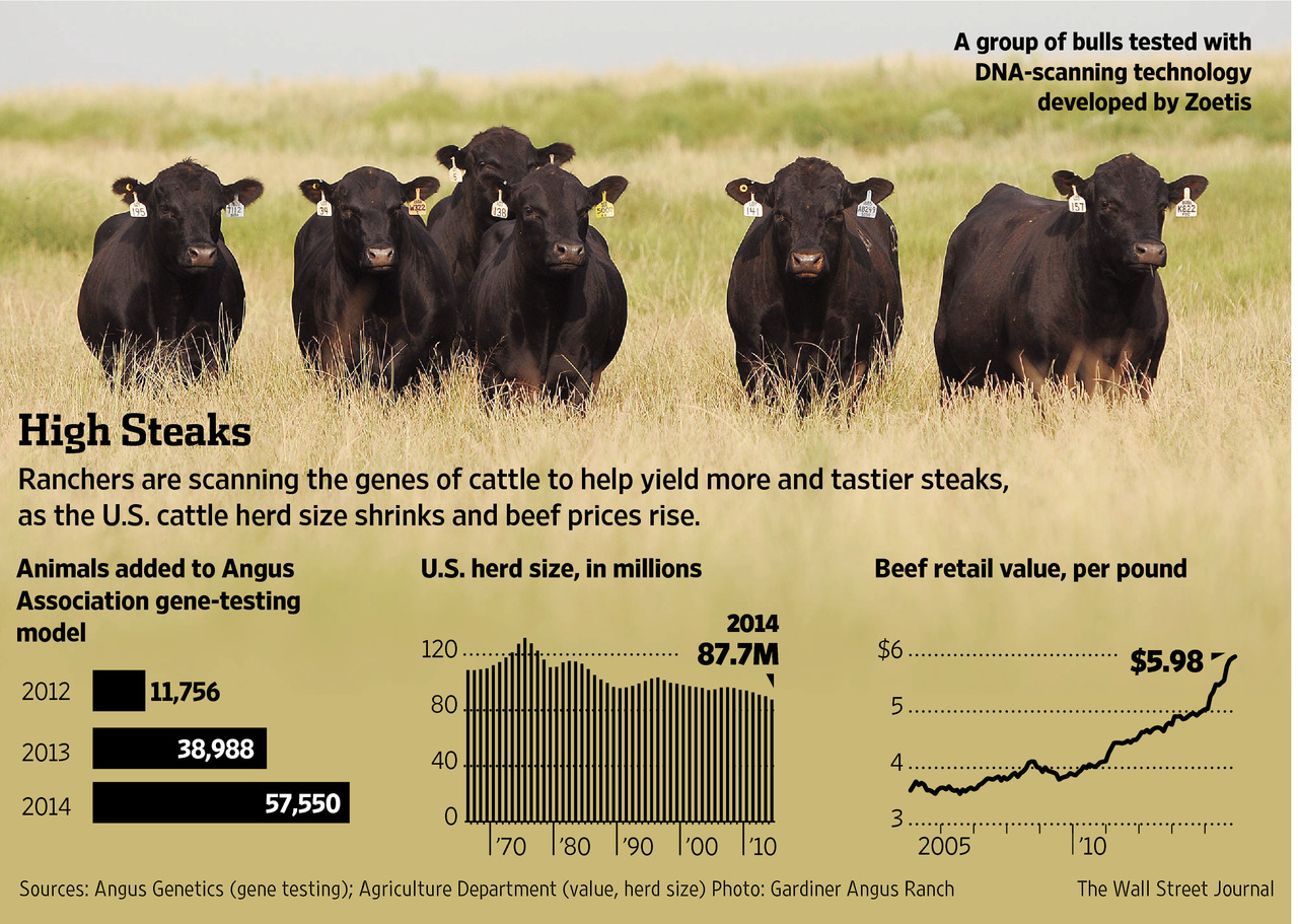 The Rural Blog: More cattle ranchers turning to DNA testing to identify ...
