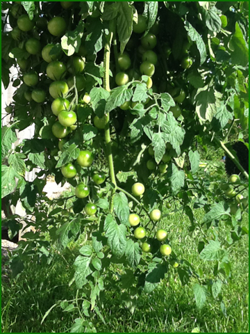 Garden to Kitchen w/Garry Carter: How to grow tomatoes upside-down