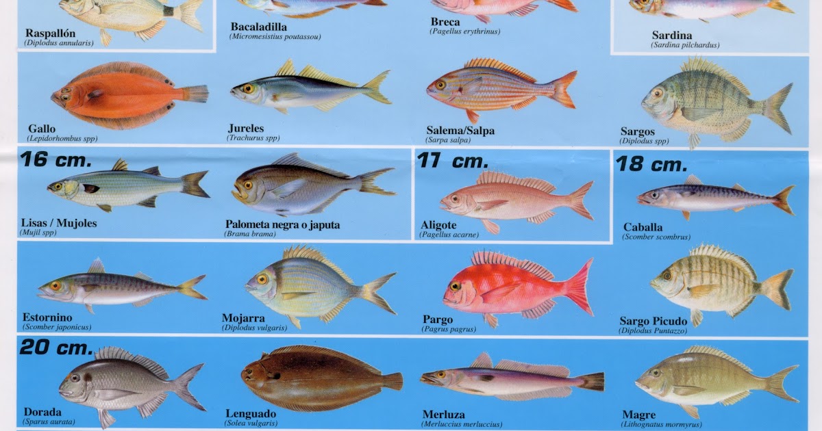 La Pesca: Tipos de peces y medidas.