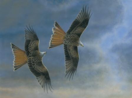 A Day In the Life of a Wildlife Artist: Red Kite Painting Finished