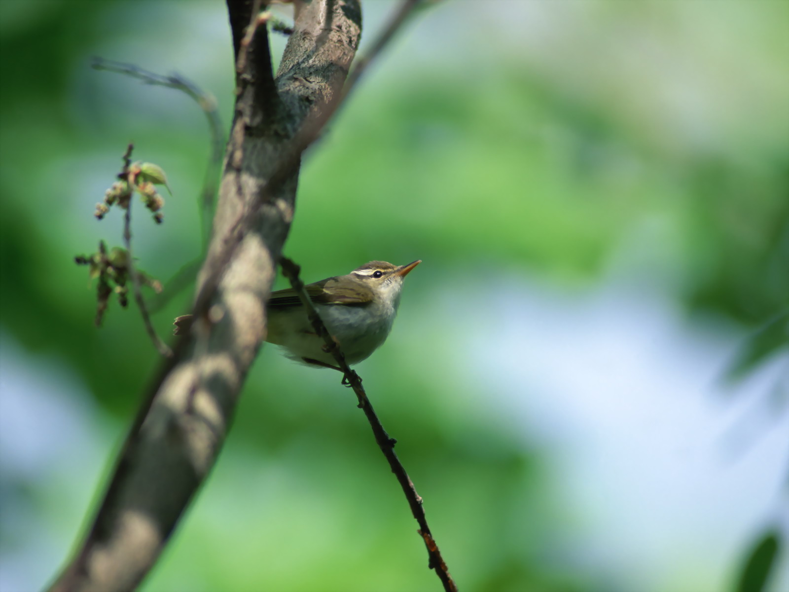 Foto-Foto Burung Kecil yang Imut dan Cantik
