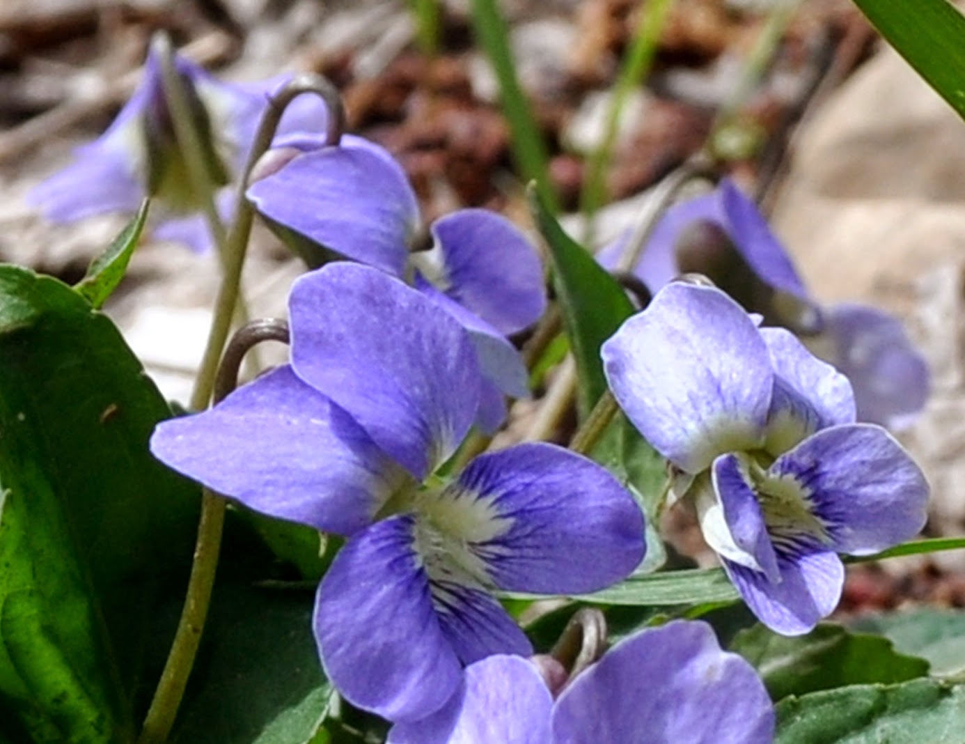kansas wildflowers: April 2014