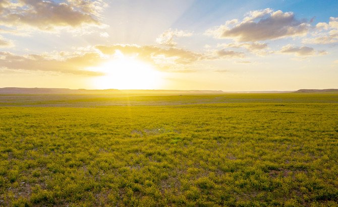 Spring Colors of Saudi Arabia