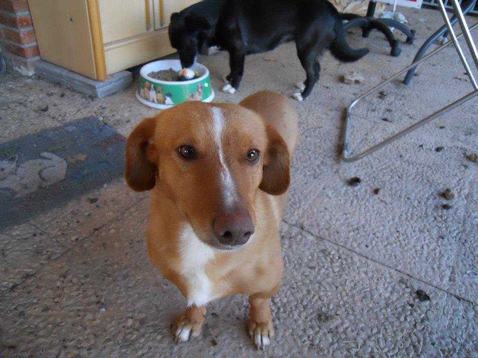 Hablemos de mascotas: Rufo