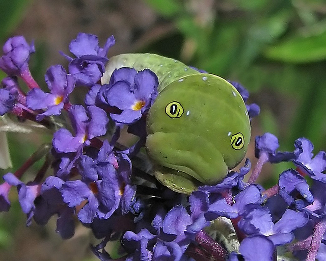 10 Beautiful Butterflies and Their Ugly Duckling Caterpillars | The Ark ...