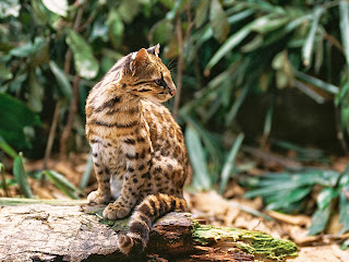Oncilla-Leopardus tigrinus | Enter your blog name here