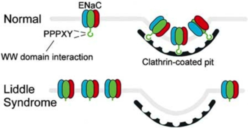 Síndromes en Seres Humanos: Generalidades del Síndrome de Liddle