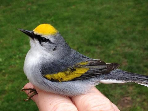 World Bird Sanctuary: Bagging More Birds At WBS