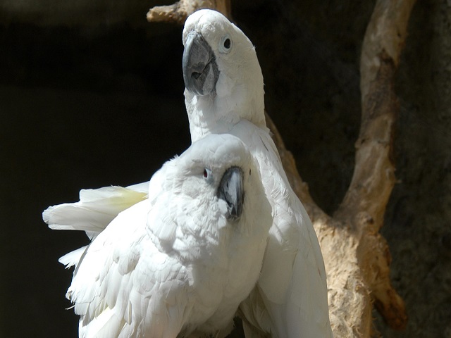 Cacatúas: Tipos y características del ave encrestada. - Las 100 AVES ...