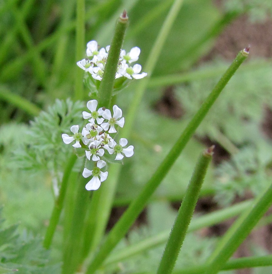 Wildwings and Wanderings: Arable Weeds, Chalkhill Blues and A Few Local ...