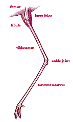 Adventures of a Vagabond Volunteer: Flamingos From All Over