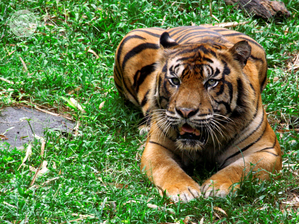 51+ Paling Keren Gambar Hewan Zoo