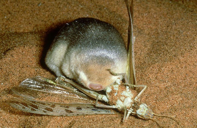 Topo dorado de Grant (Eremitalpa granti)