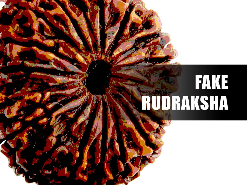 Rudraksha Cilacap: Fake Rudraksha