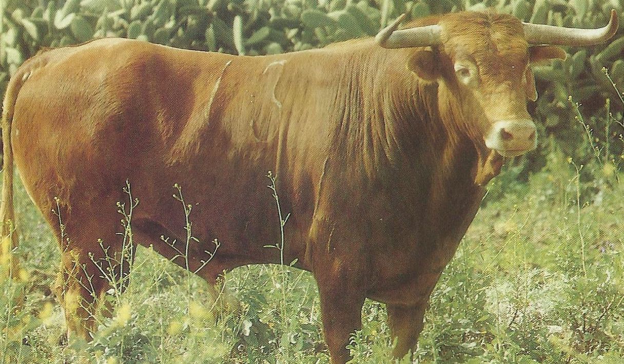 Blanco y Oro: * Pelajes del toro (Capítulo I)