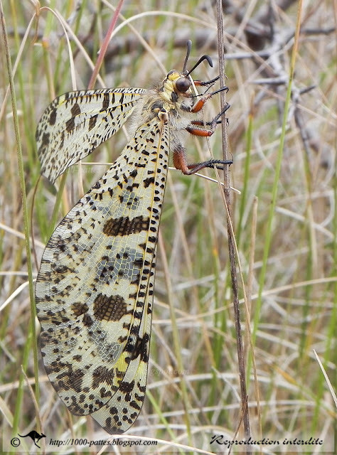 WILDLIFE GATEWAY: Le Fourmilion géant, femelle