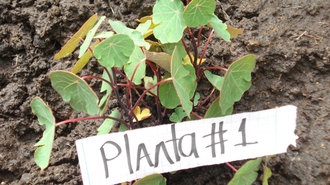 SIEMBRA URBANA DEL CUBIO: SIEMBRA URBANA DE CUBIO