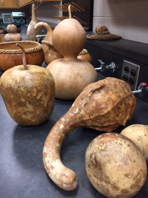 Growing Branches: Gourds