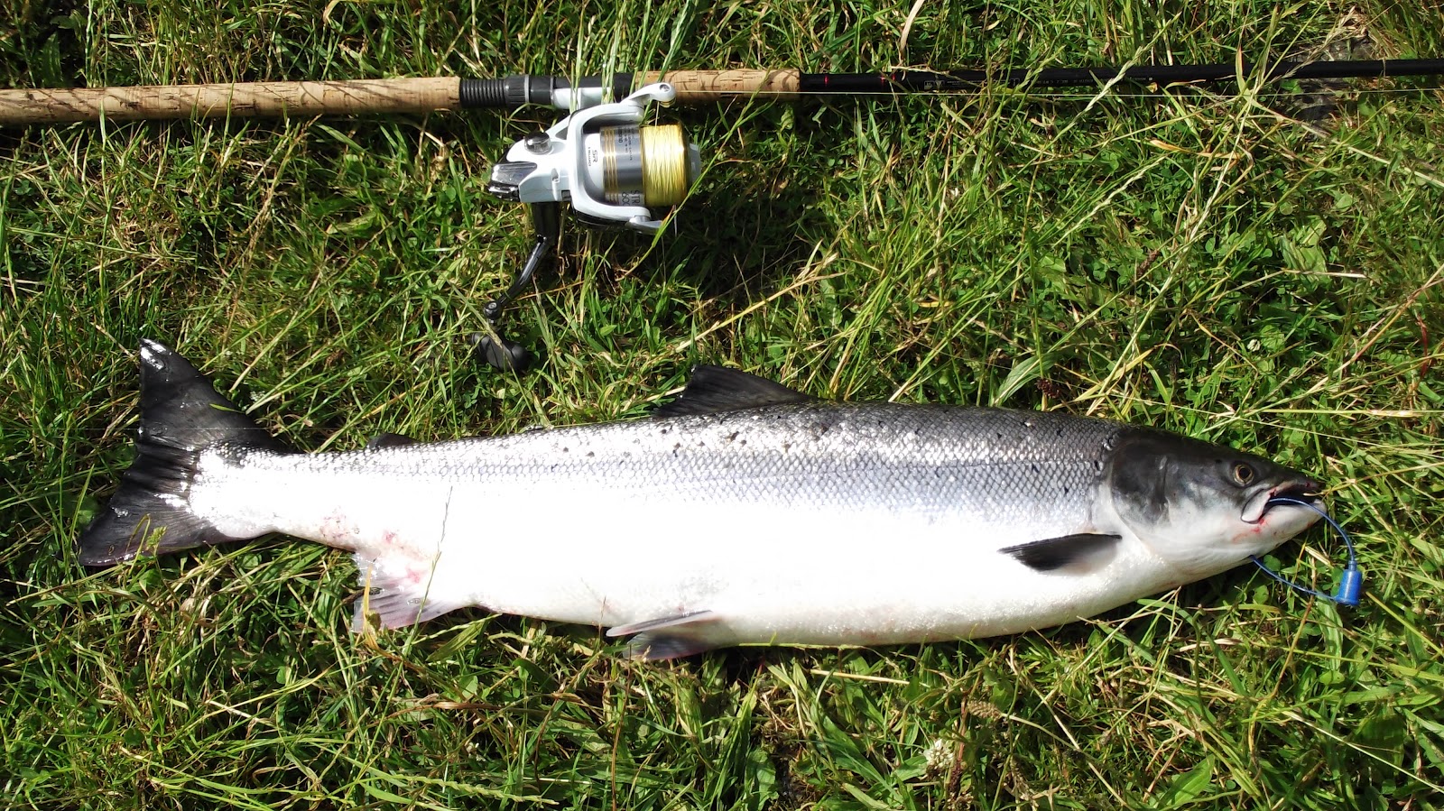 SALMON FISHING IRELAND 2023: Big Fresh 16lb Fish and covered in Sea Lice