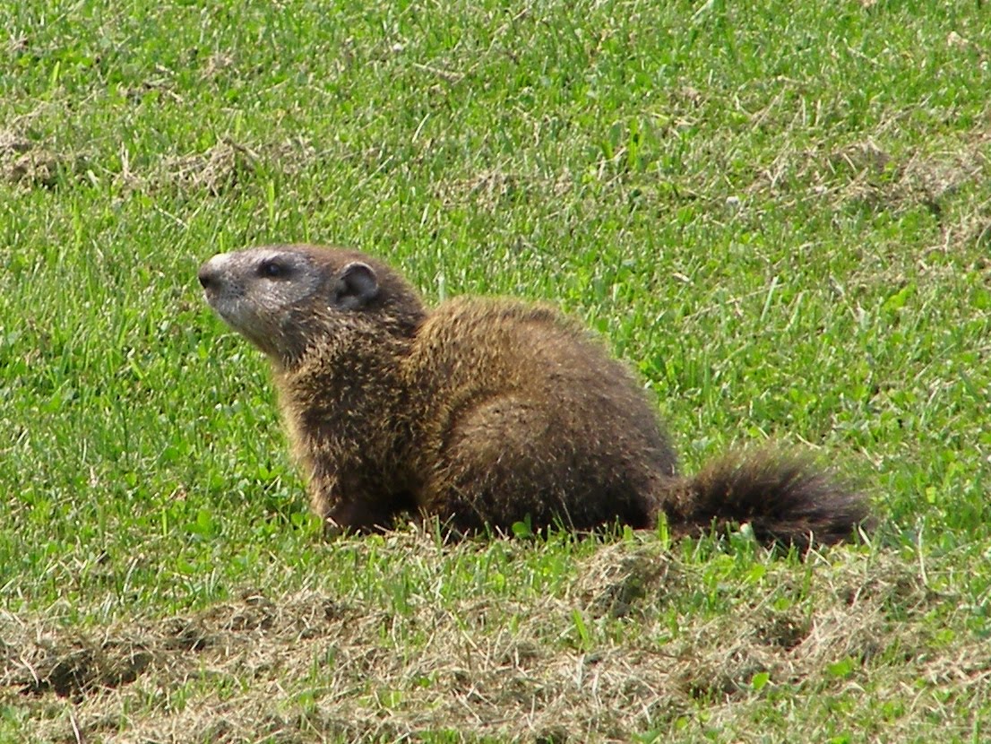 Blue Jay Barrens: Groundhog