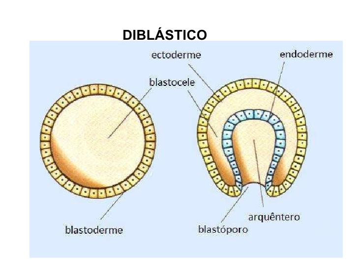 Professor & Adolescente