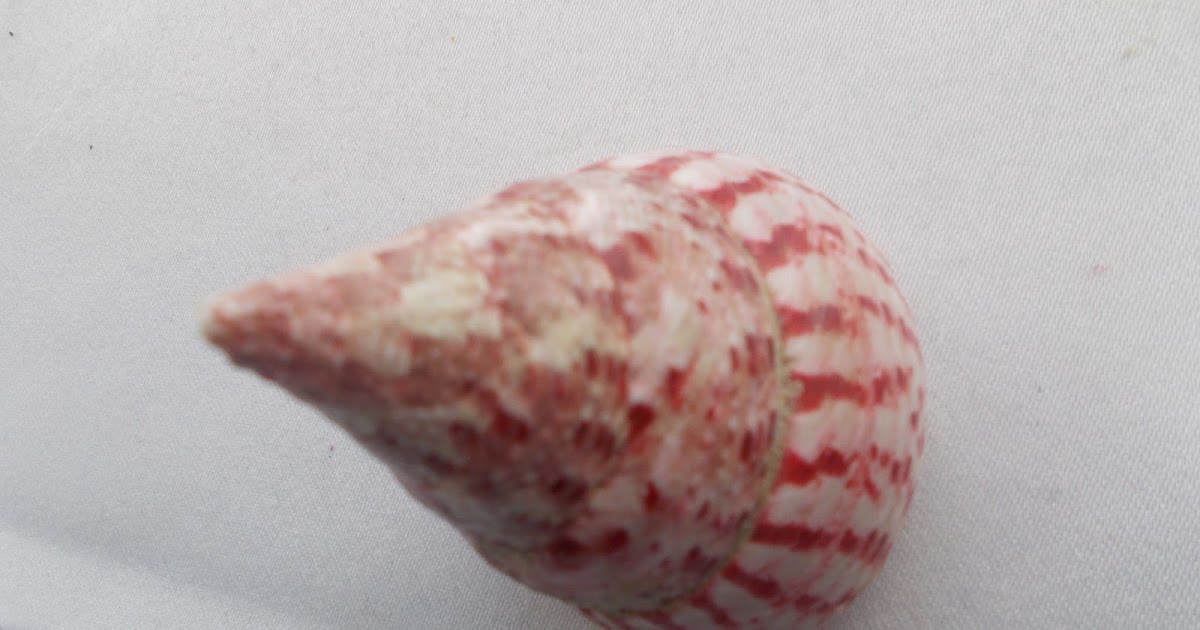 Świat według Basi: Poniedzialki z muszlami Tectus conus