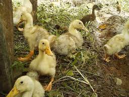 Mahat Terhebat Farm: Penternakan Itik Muscovy / Itik Nila / Itik Serati