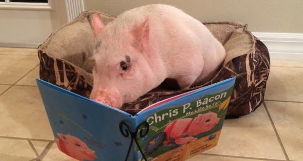 Media dis&dat: Disabled pig, Chris P. Bacon, pens kids’ book about ...