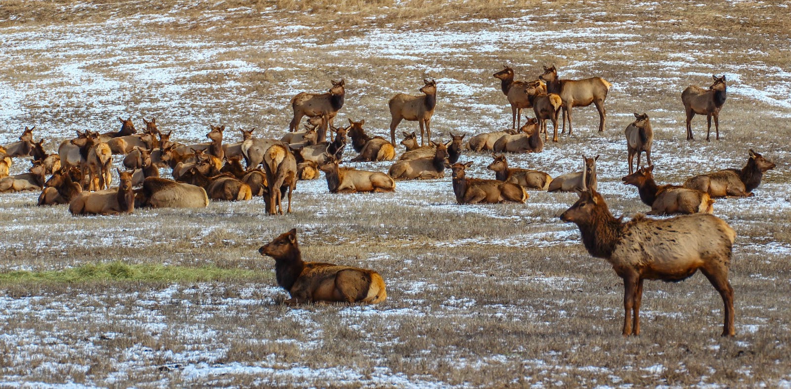 Cannundrums: Hardware Ranch Elk - Utah