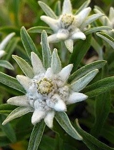 Edelweiss is the natioal flower in switzerland its something you will ...