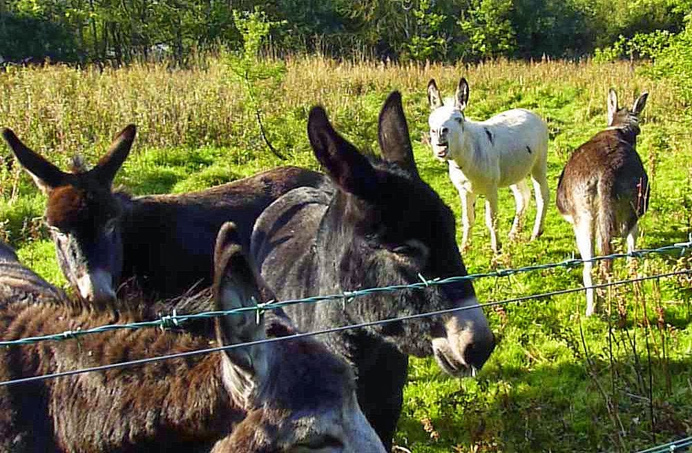 Birding For Pleasure: Singing Donkeys!