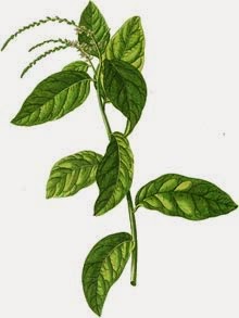 Leaves of Life...Health Issues: THE PROSTATE HERB Part 1