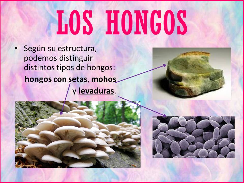 Cosas de niños para la escuela: HONGOS: HONGOS CON SETAS, MOHOS Y ...