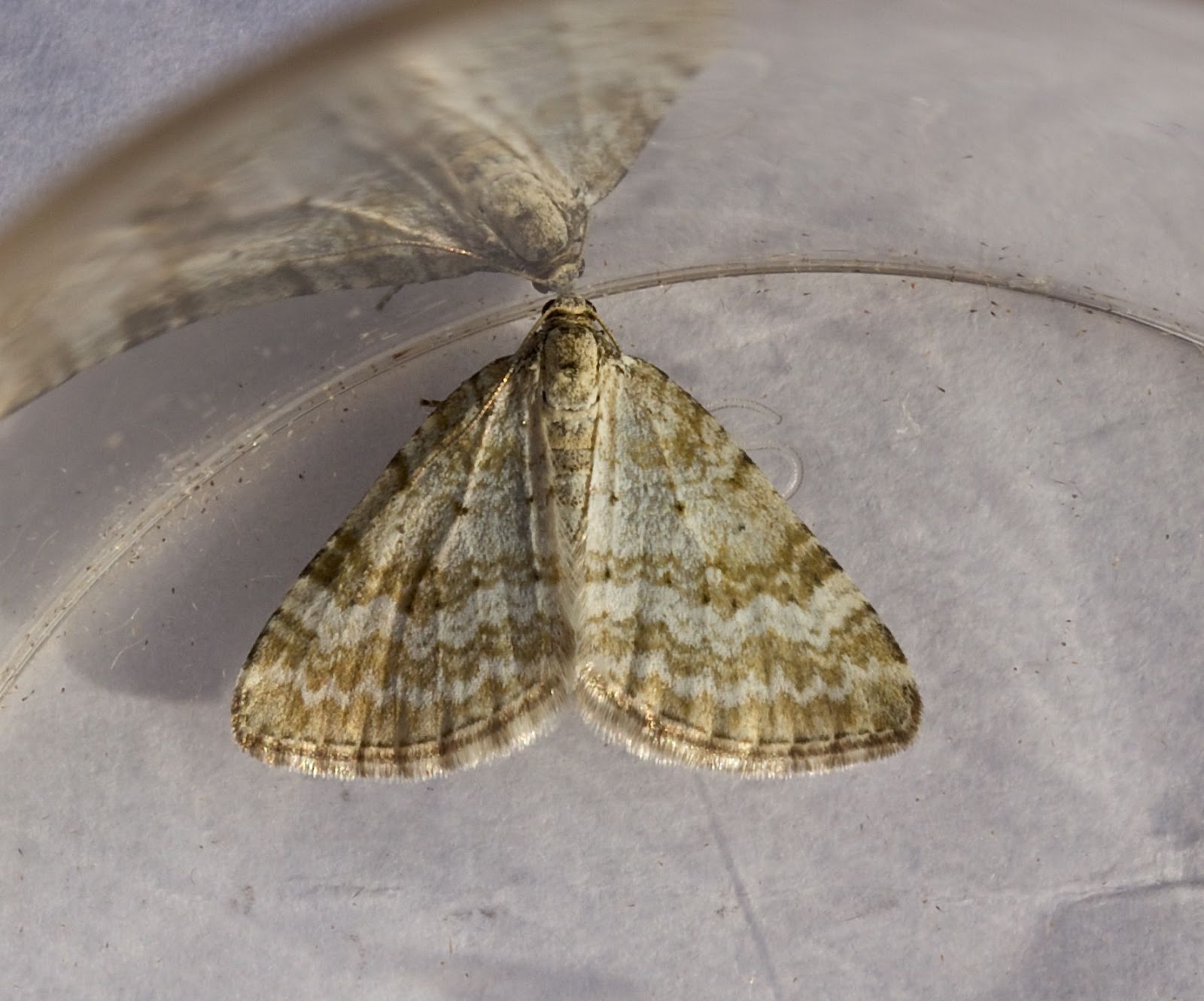 Islay Natural History Trust: Grass Rivulet, second record for Islay