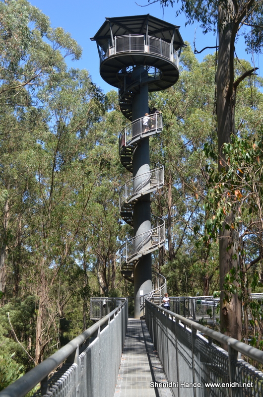 Otway Fly Treetop adventures, Victoria, Australia - eNidhi India Travel ...