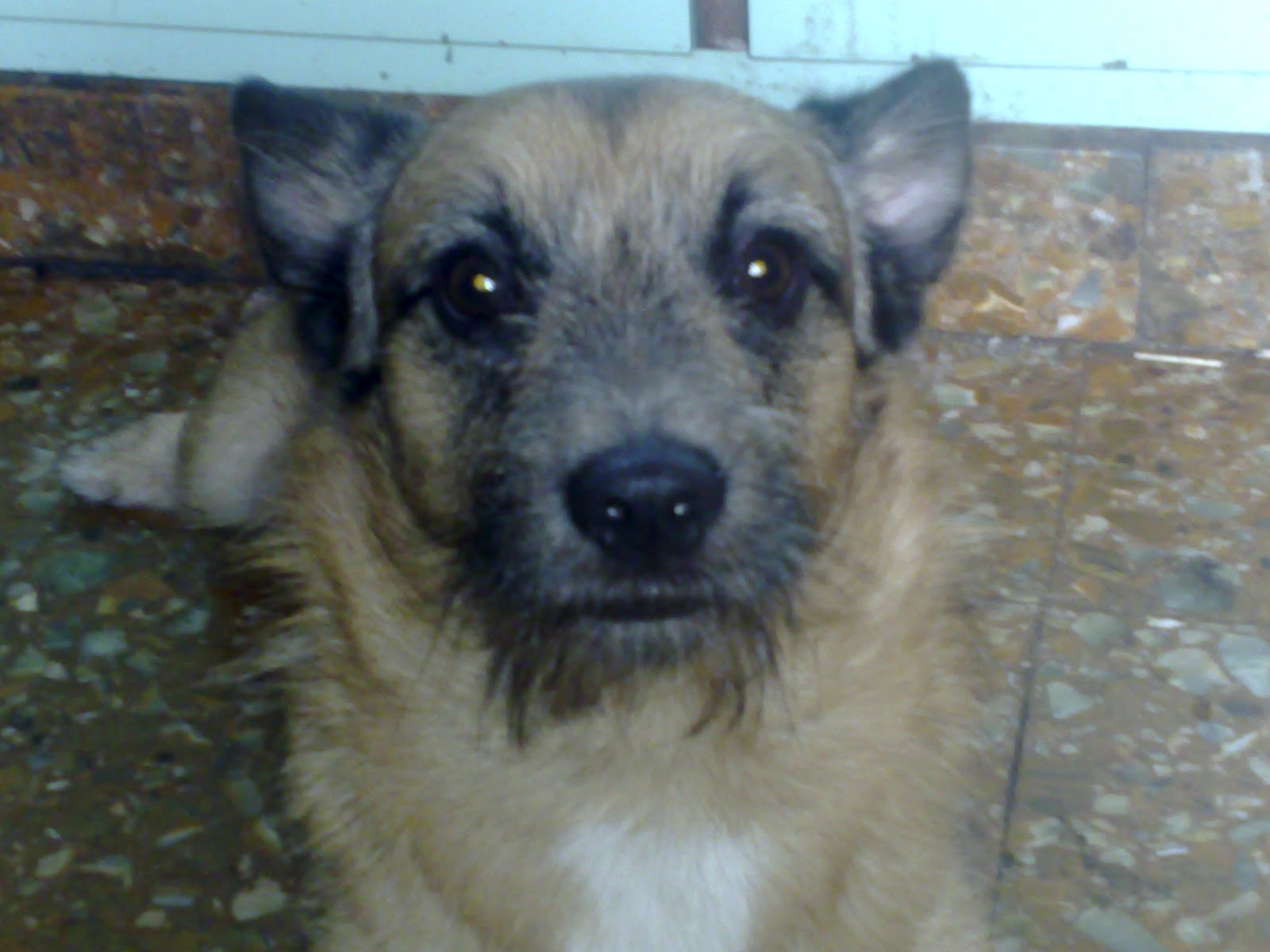 mi mascota preferida