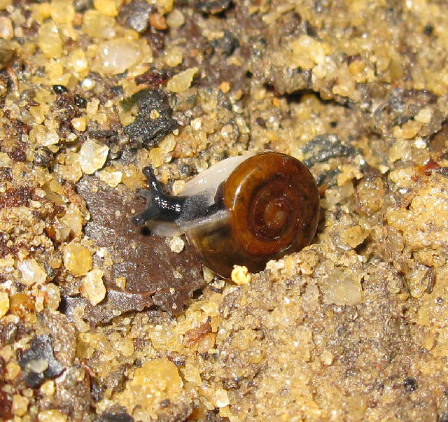 Photos and Info on Ants and Termites of Malaysia: Tropical Rainforest ...