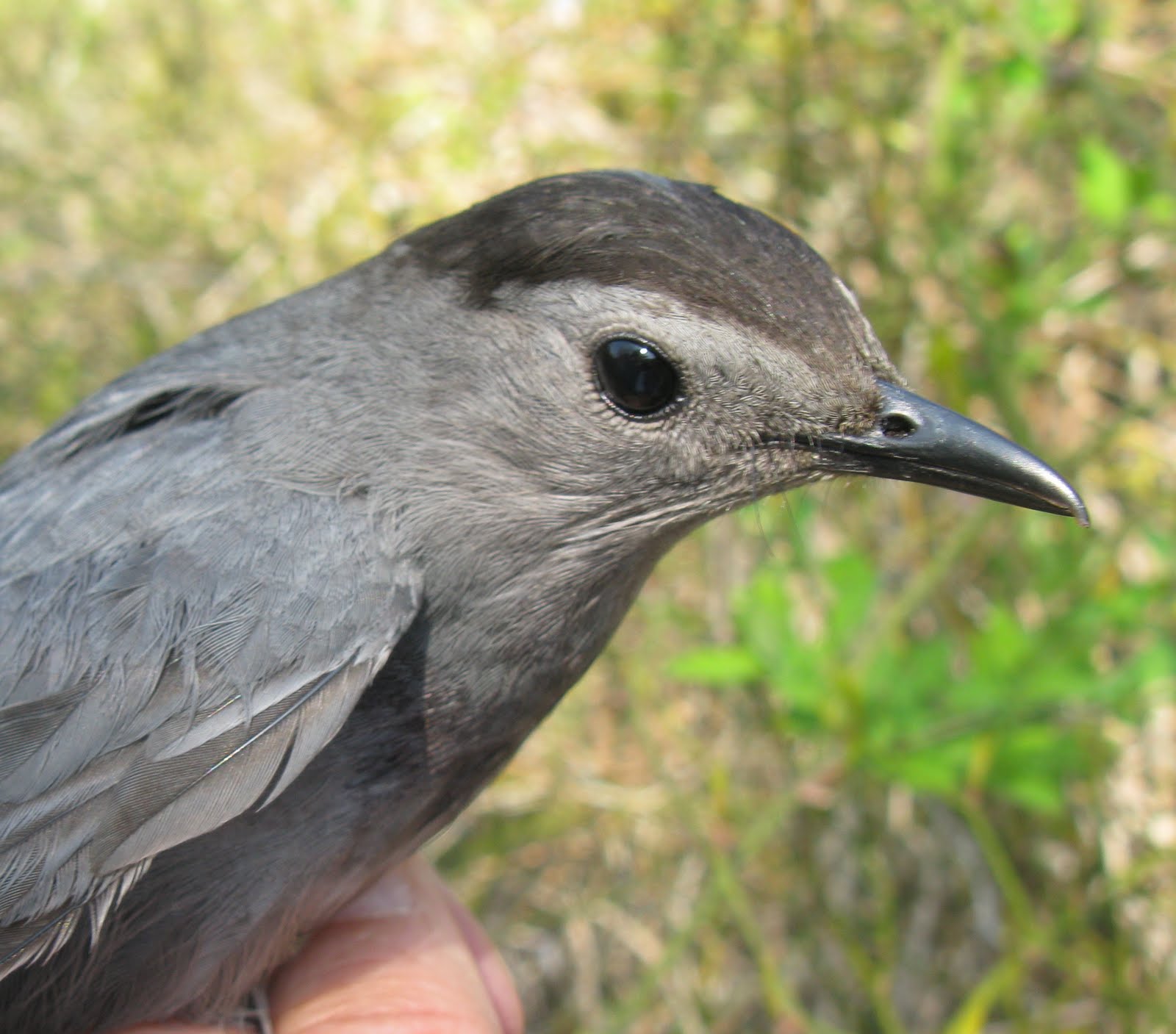 Cape Cod Bander: Slow start