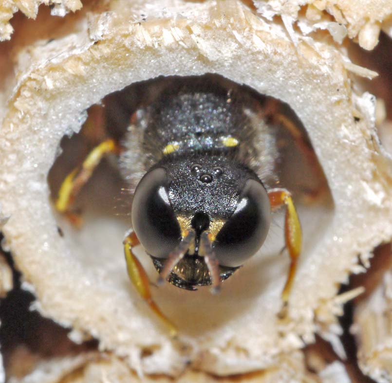 CABINET OF CURIOSITIES: Digger wasp ...