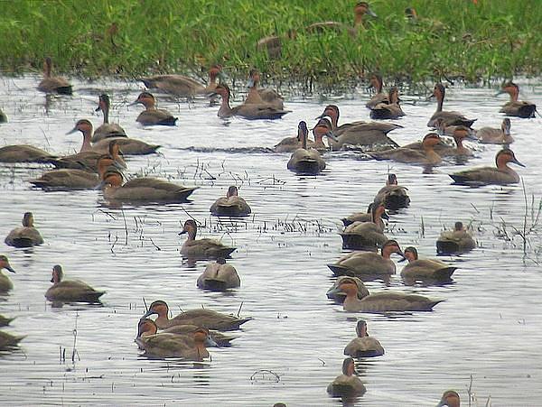 Itik Pinas to boost the balut industry through increased duck egg ...