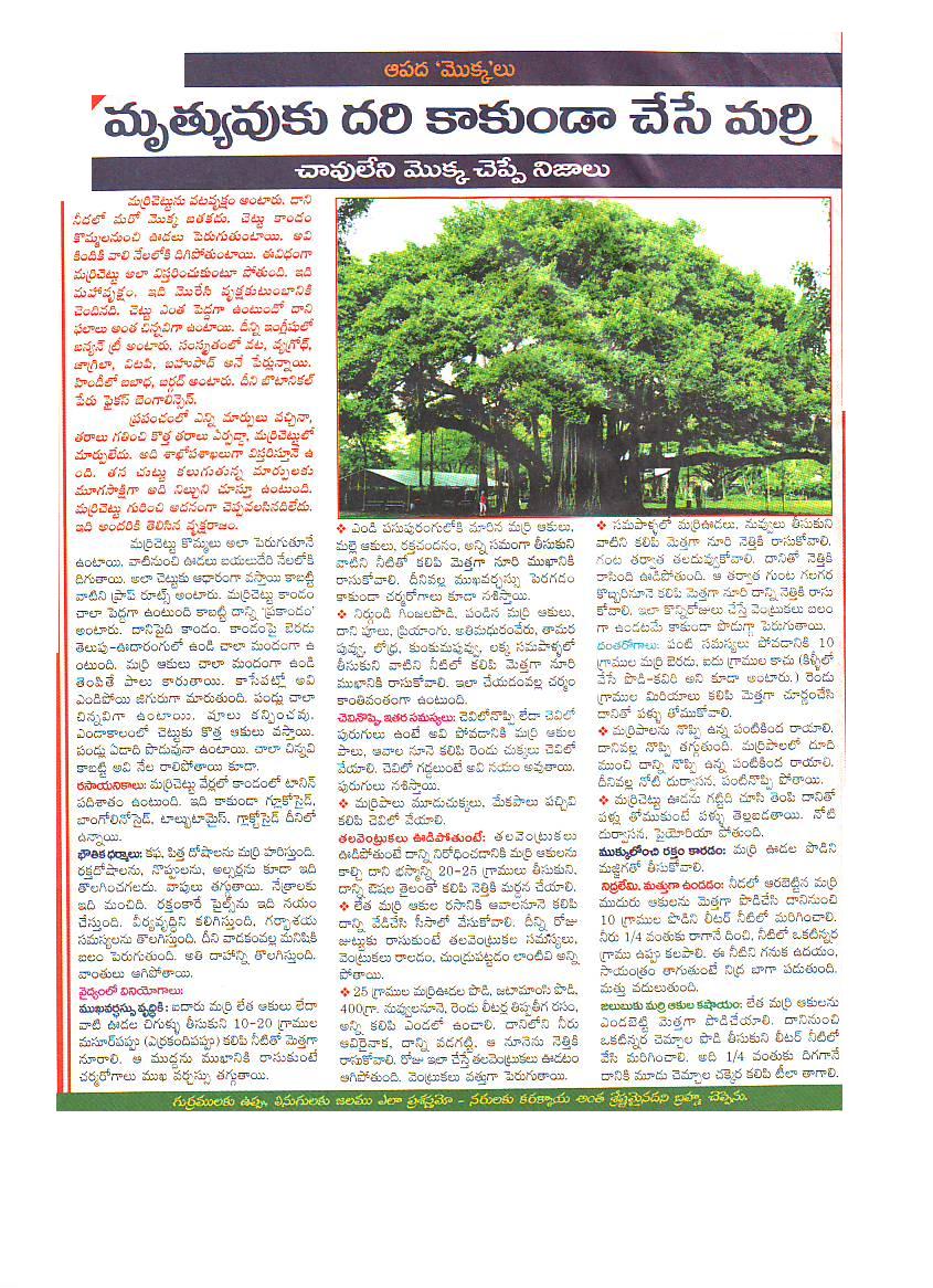 AYURVEDAM - ఆయుర్వేదం: MARRI CHETTU - AYURVEDAM