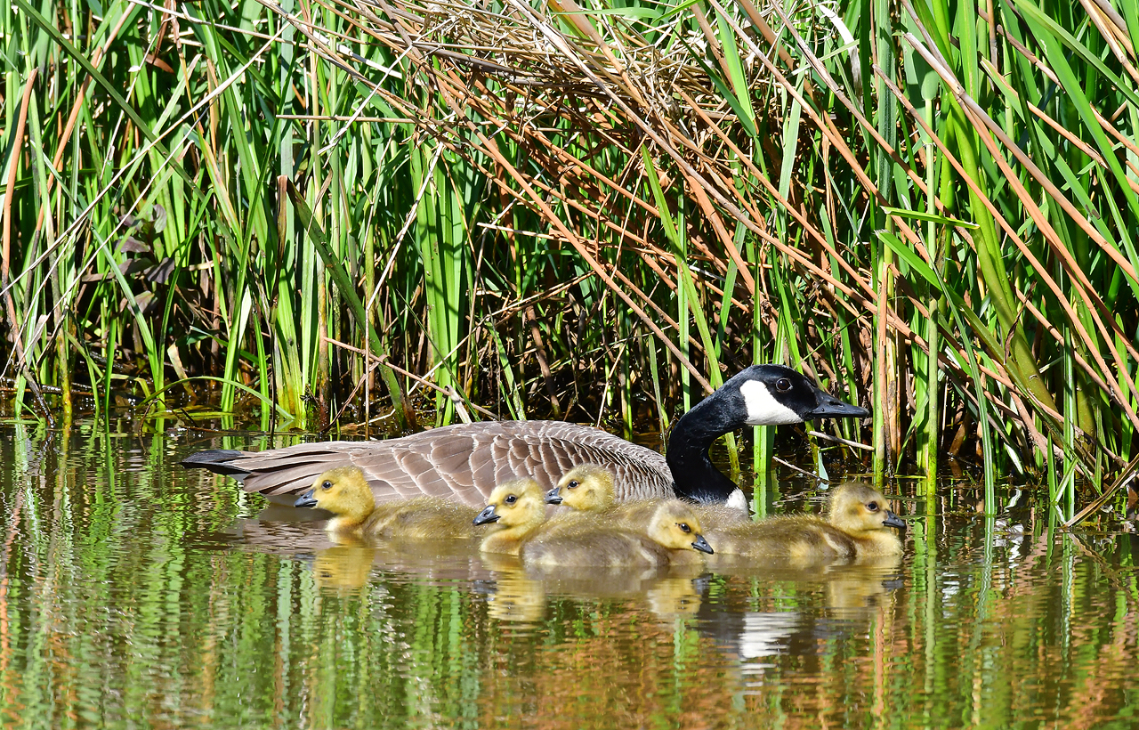 Jozef van der Heijden - Natuurfotografie: Grote Canadese gans op de Beerze