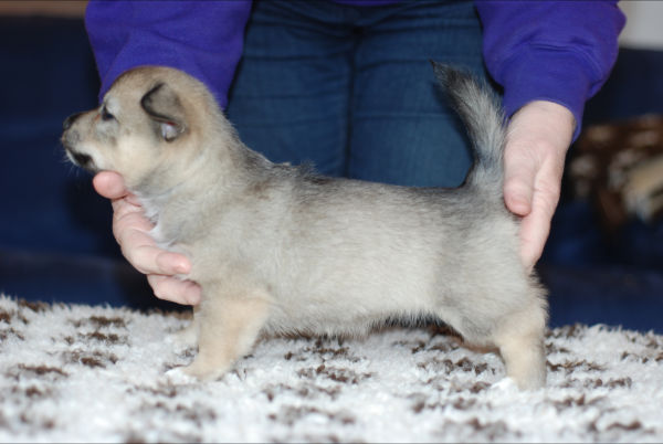 Keltaruusun länsigöötanmaan pystykorvat