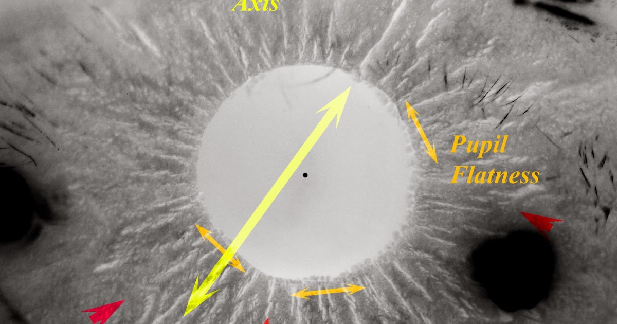 Modern & Multidimensional Iridology: Pupil Flattenings, The ...
