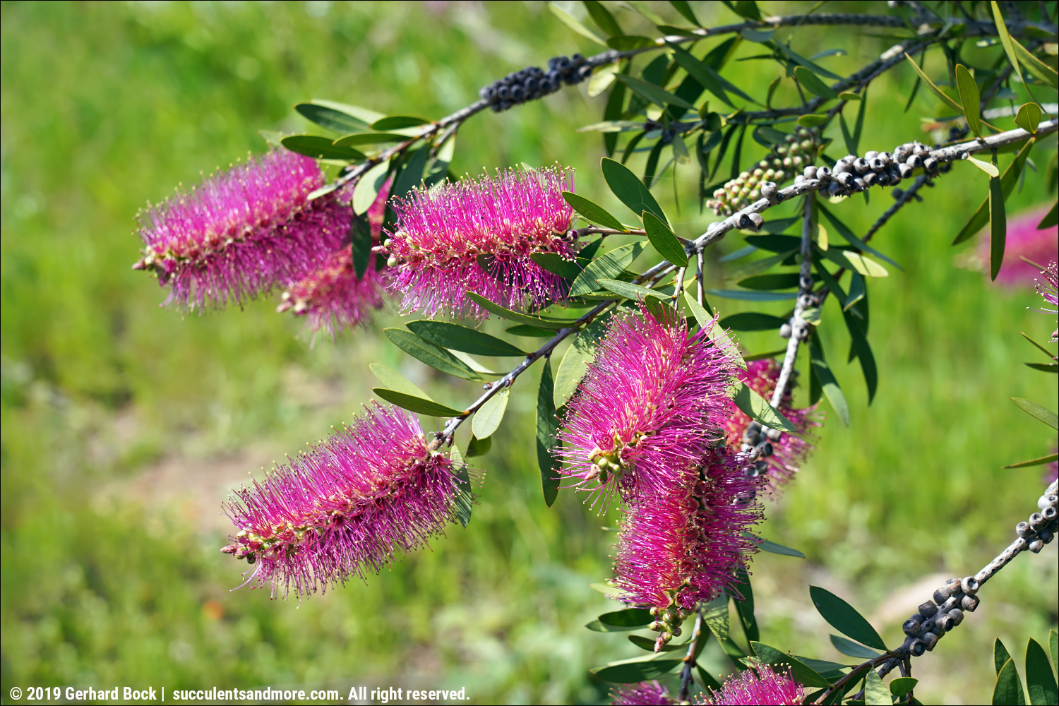 Spring in Australia, courtesy of UC Santa Cruz Arboretum