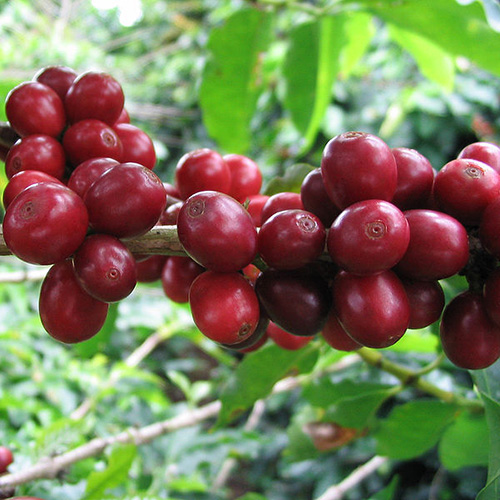 Café (Coffea spp.) - Frutas del mundo