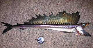 The Paranormalistics: Cryptid Creatures