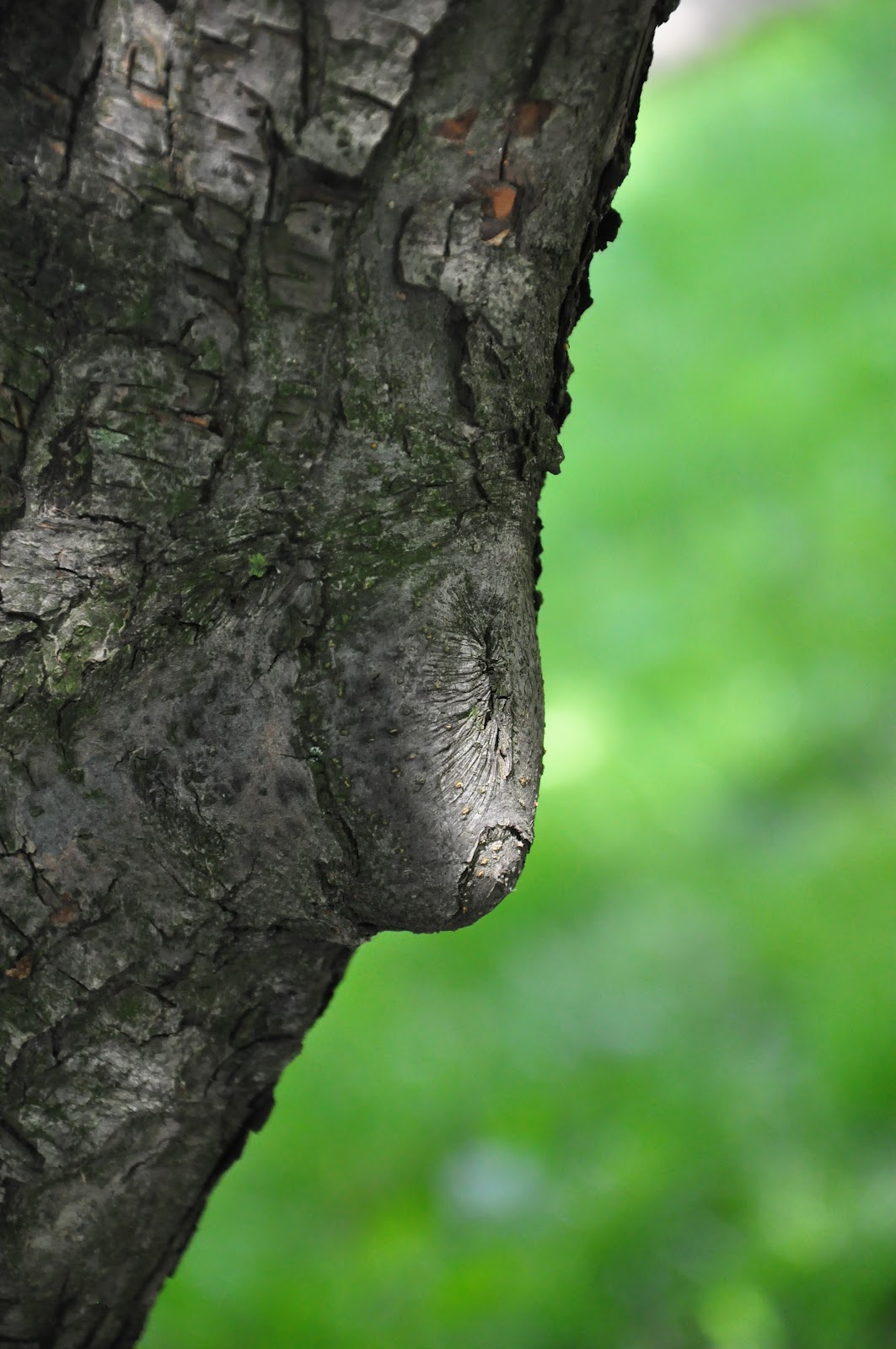 UMD Arboretum and Botanical Garden: A Day With Dr. Alex Shigo