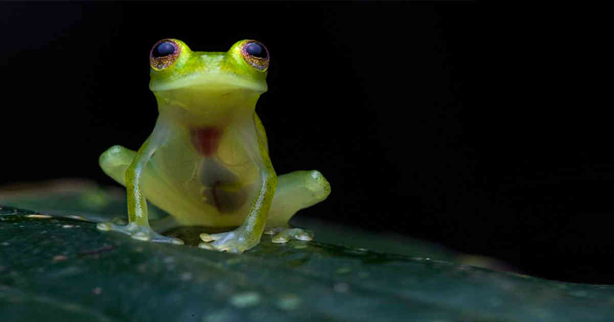 Conversando en la plaza: Descubren nueva especie de rana de cristal en ...