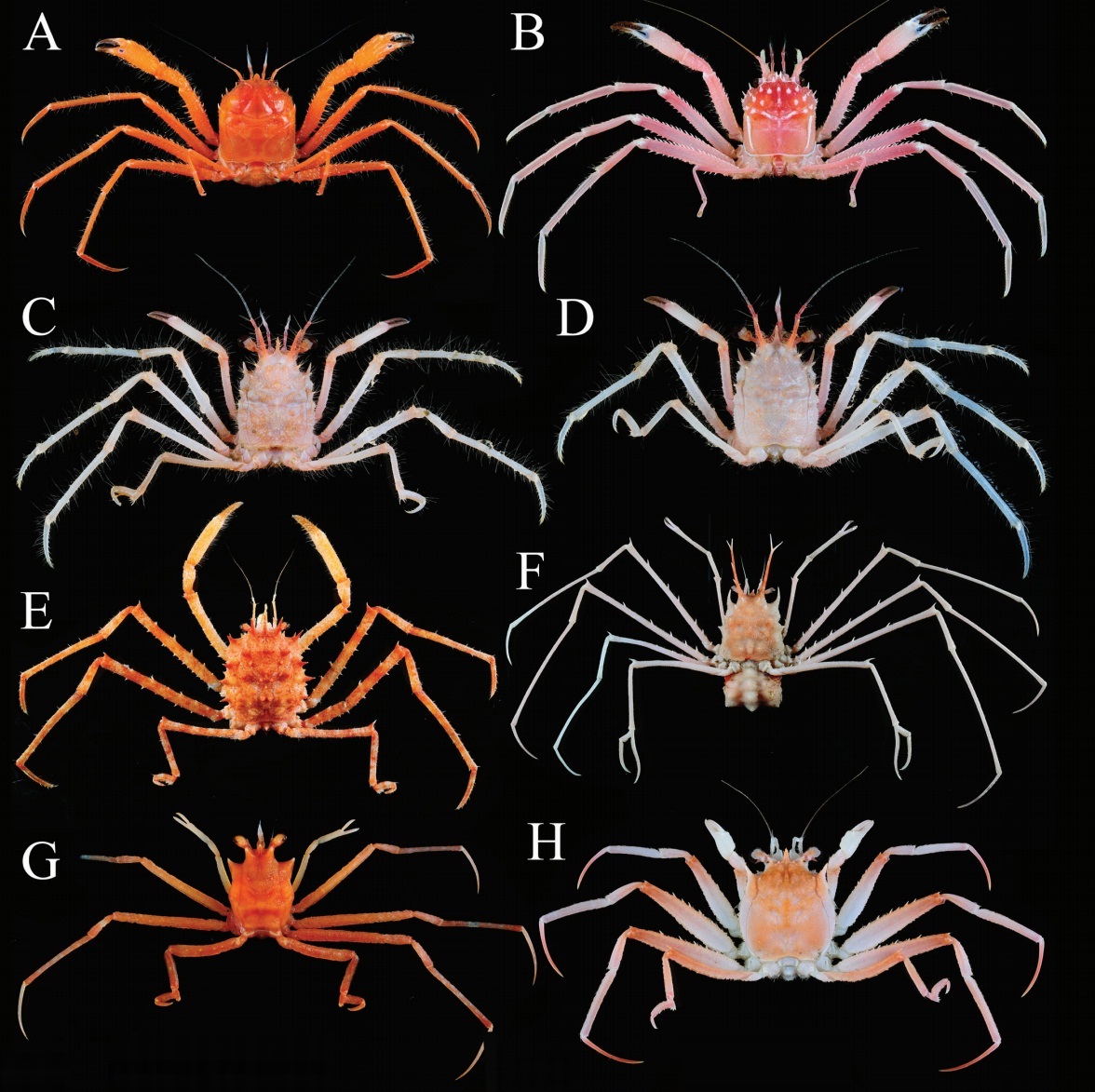 Species New to Science: [Crustacea • 2017] Homolidae from the South ...